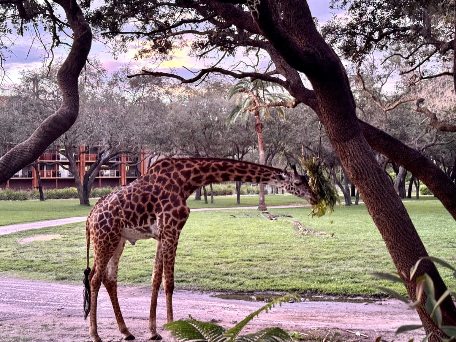 Our Expert Guide to Disney's Animal Kingdom Lodge Resort - Eat Sleep Disney